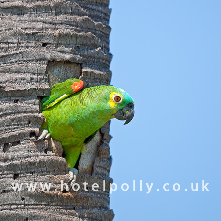 Blue Fronted Amazon - Profile & Care Guide - Parrot Essentials Online Store